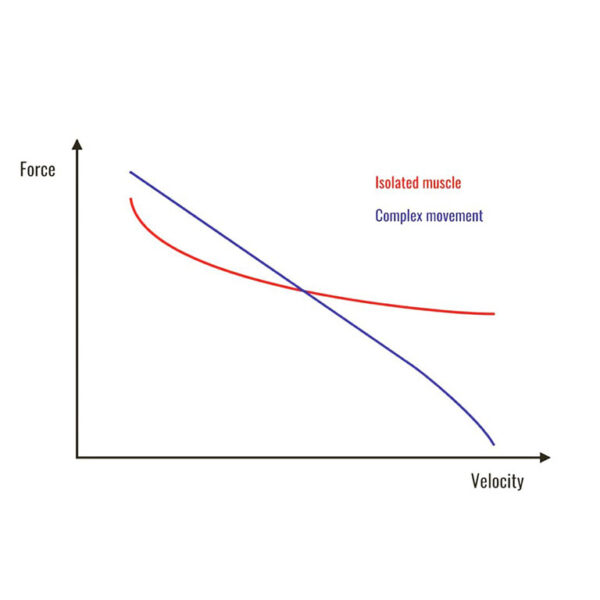 Understanding Force-Velocity Curve Using Simple Mechanical Model ...